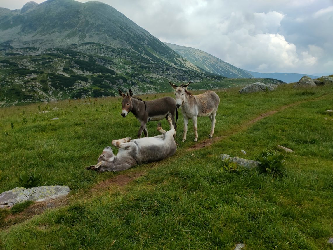 Trekking in Romania: dreamy national parks and peaks - Miss Wanderitall